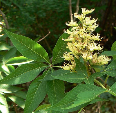 Jírovec lysý (Aesculus glabra) :: Krásy přírody